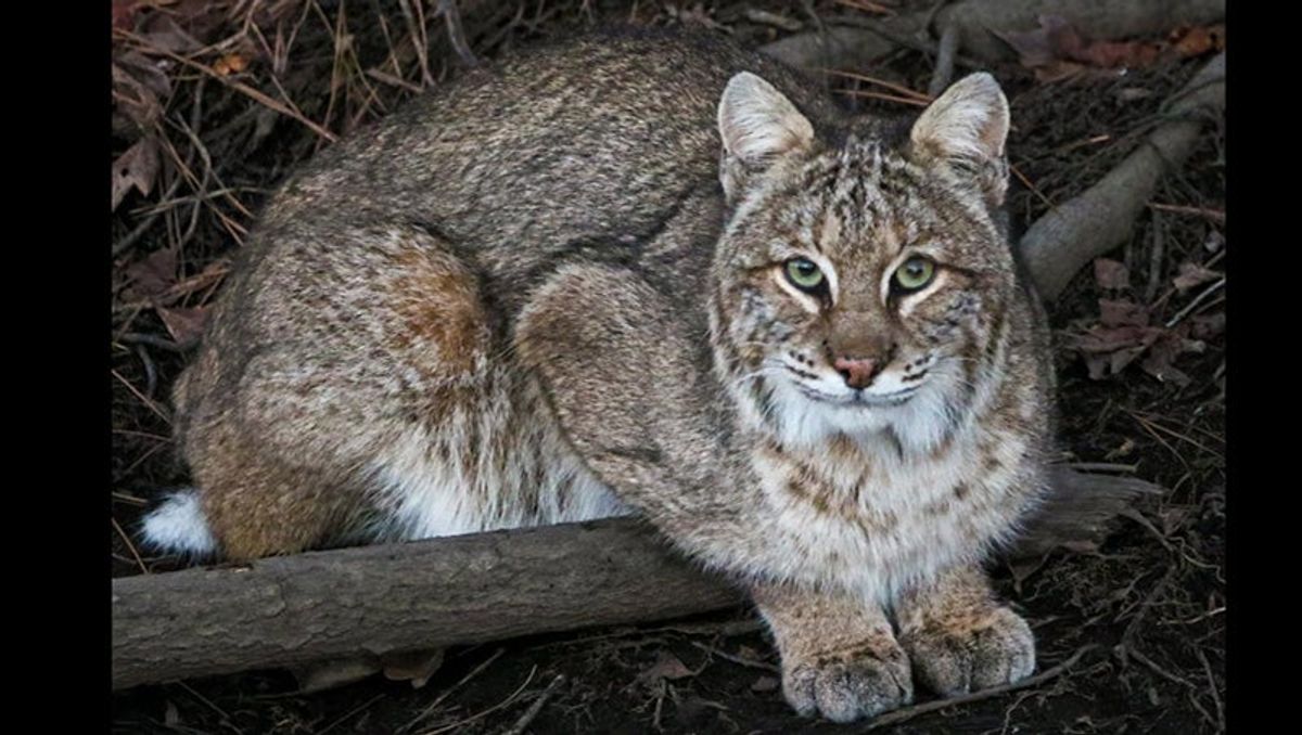 Bobcat at Pocosin Lakes National Wildlife Refuge