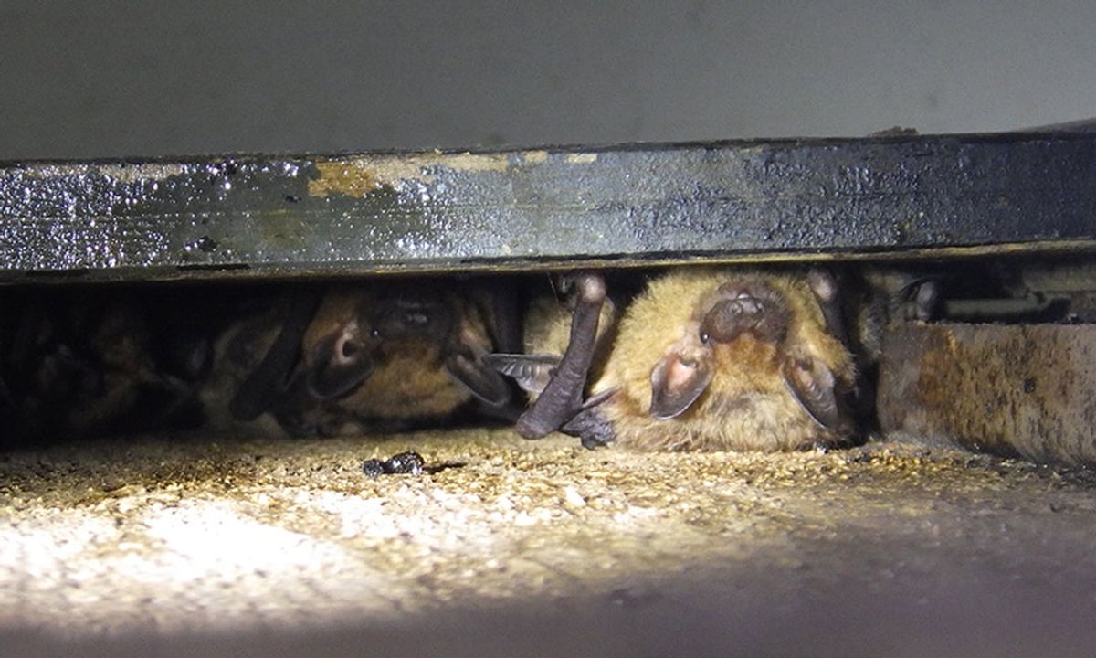 WRC: Prepare for bat roosting season now
