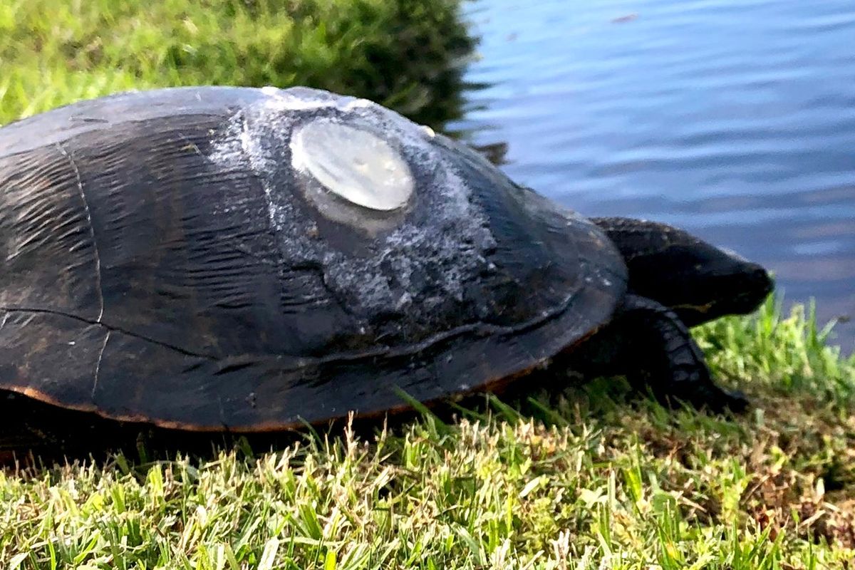Turtle with 'perfect golf ball impression' in shell patched up, return...