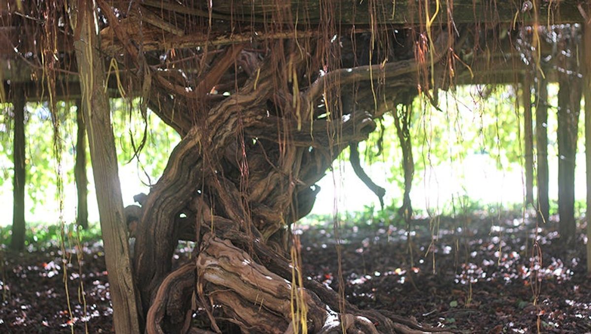 Roanoke Island's Mother Vine rooted in history