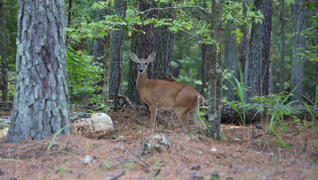 NCWRC: Harmful consequences occur when people turn deer into pets