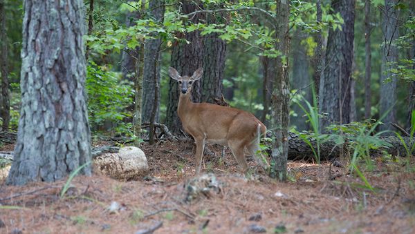 NCWRC: Harmful consequences occur when people turn deer into pets