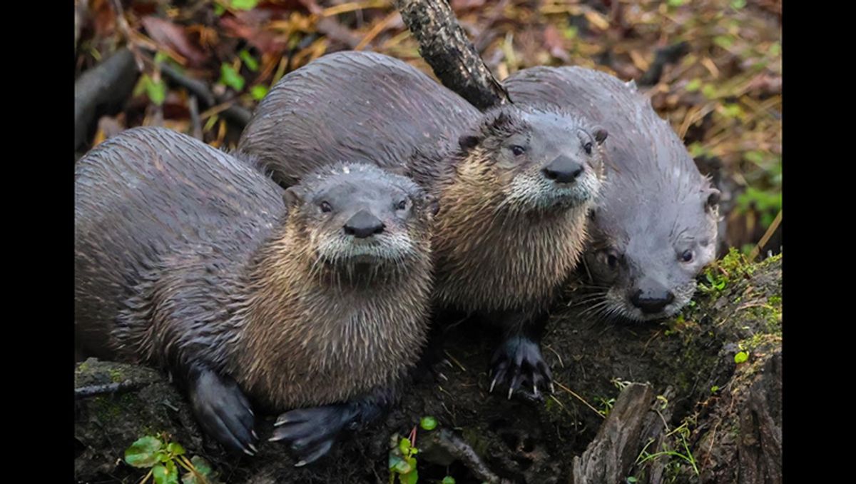 Otter family on the Alligator River National Wildlife Refuge