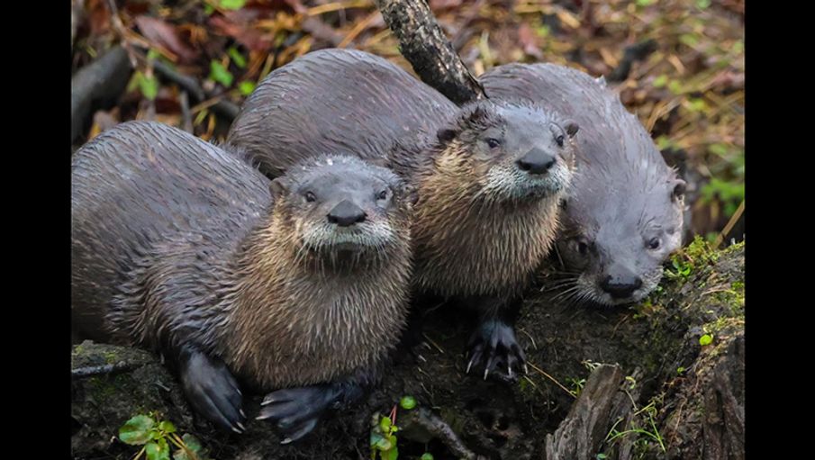 Otter family on the Alligator River National Wildlife Refuge