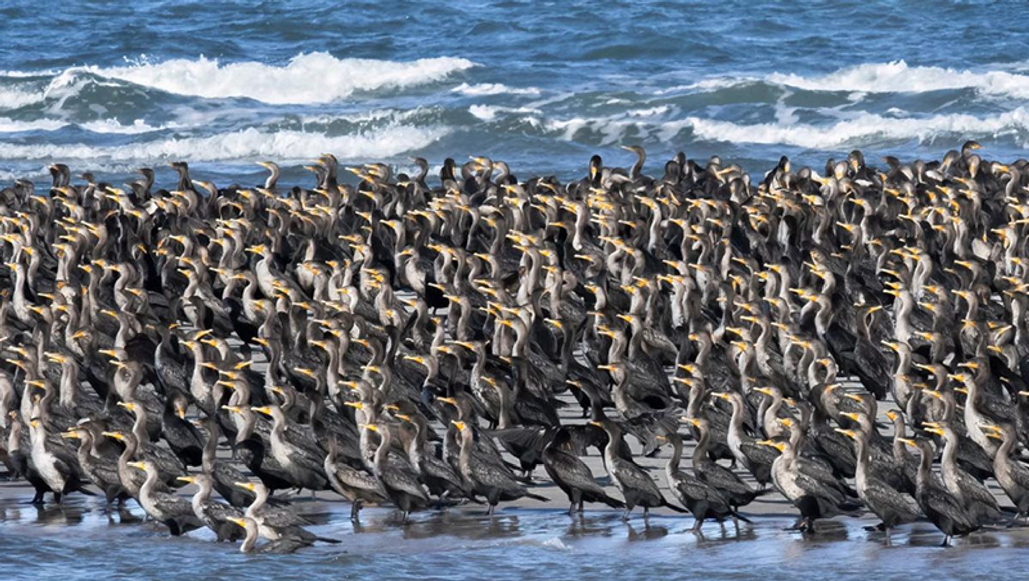 Thousands of double-crested cormorants spotted on Pea Island...