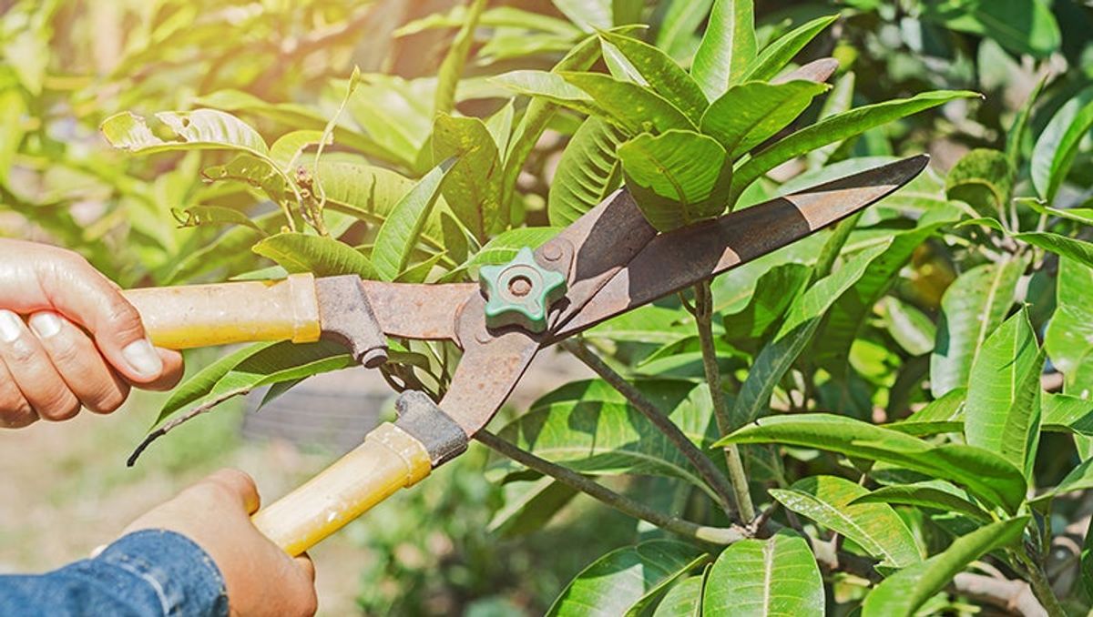 Hands-on tree and shrub pruning workshop set