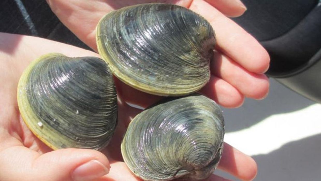 Rules for harvesting clams, mussels and oysters