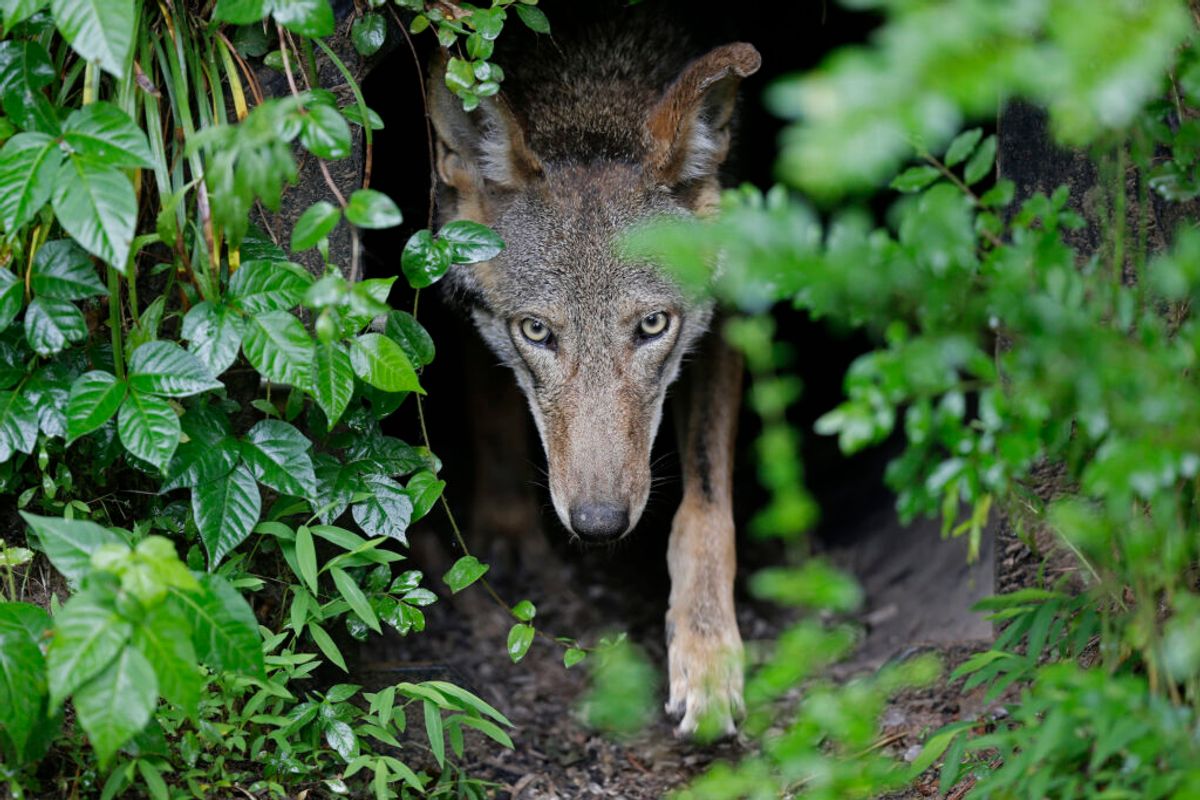 US commits to releasing more endangered red wolves into the ...