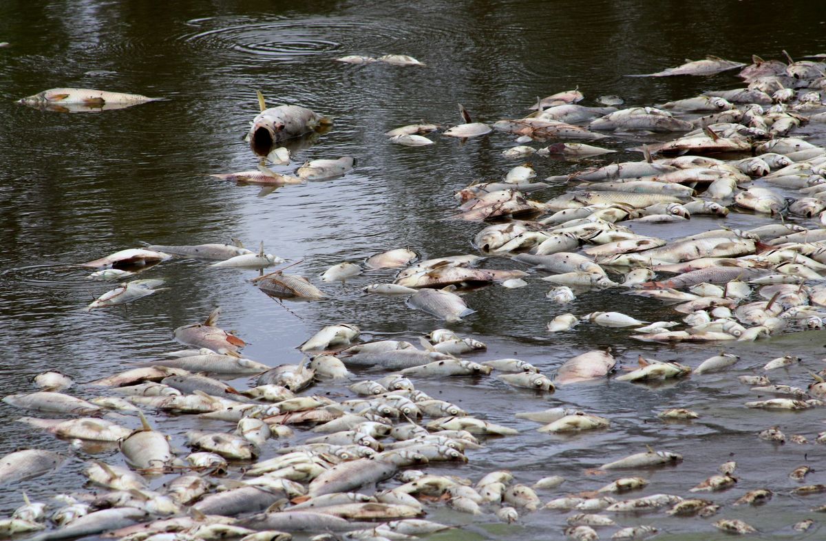 Drought leads to fish kill at Lake Wilson