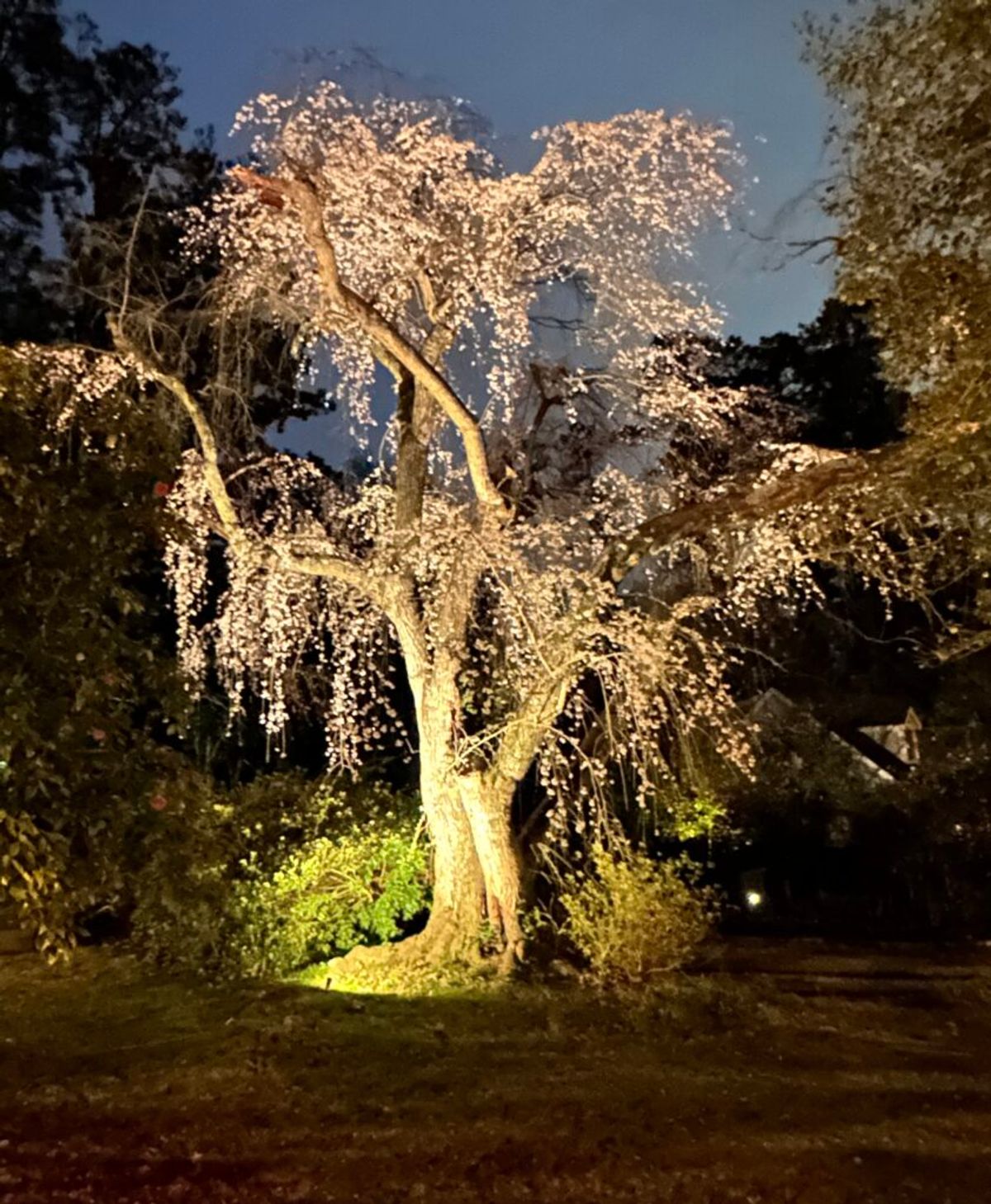 Japanese weeping cherry crowned 2024 Tree of the Year