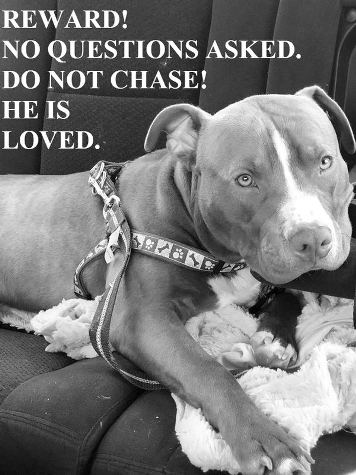 REWARD! NO QUESTIONS ASKED