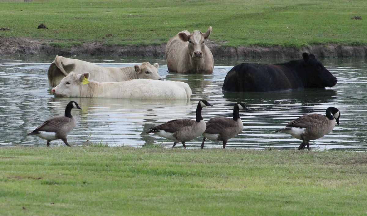 Beating the heat — bovine style