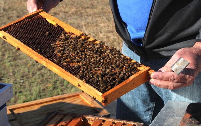 Beekeeping school starts March 21