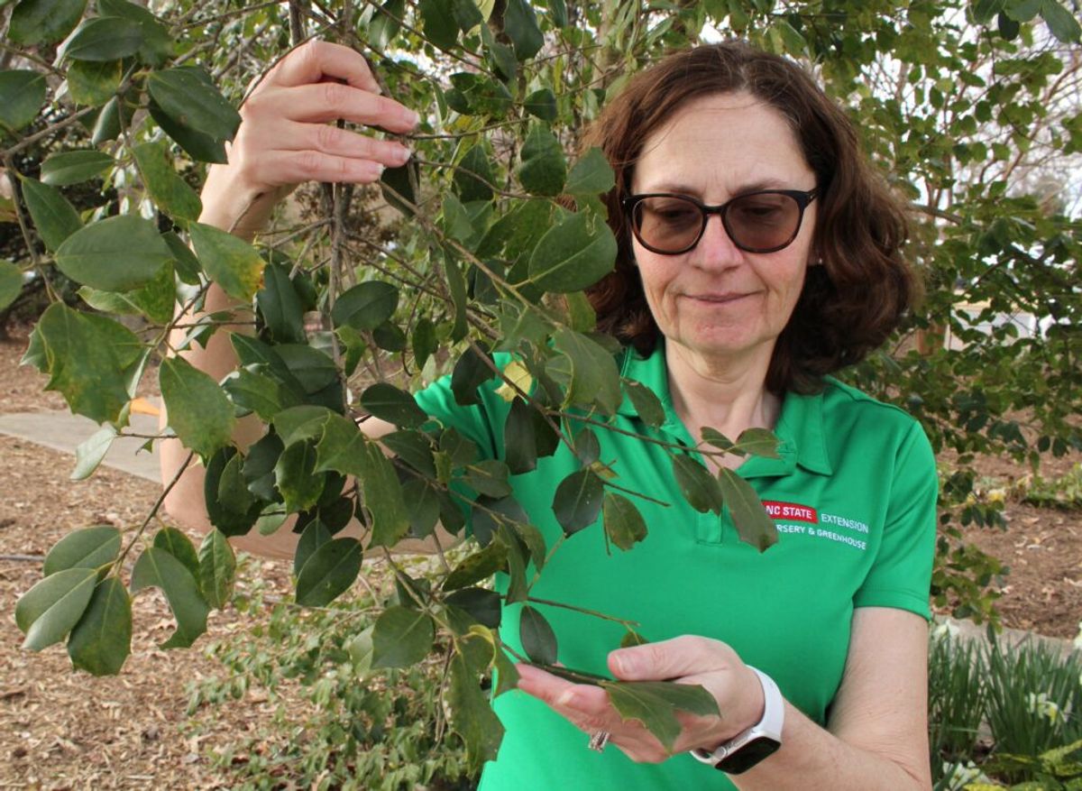 Bradford pear trees swapped out for native species
