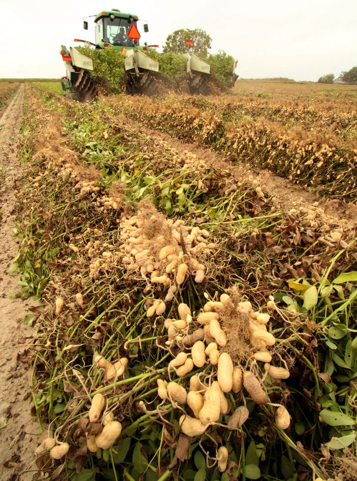 Some local peanuts headed to ballparks