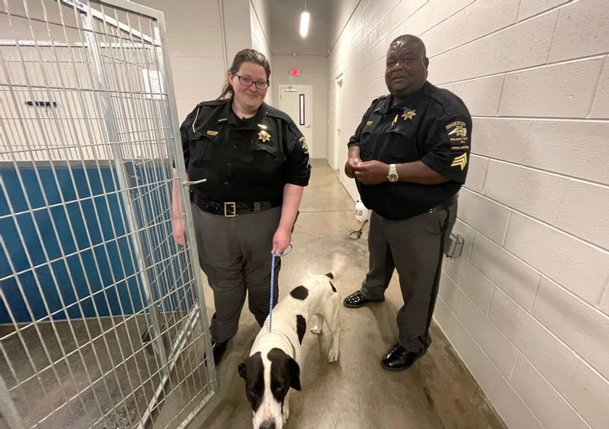 Animal shelter workers trained as veterinary assistants
