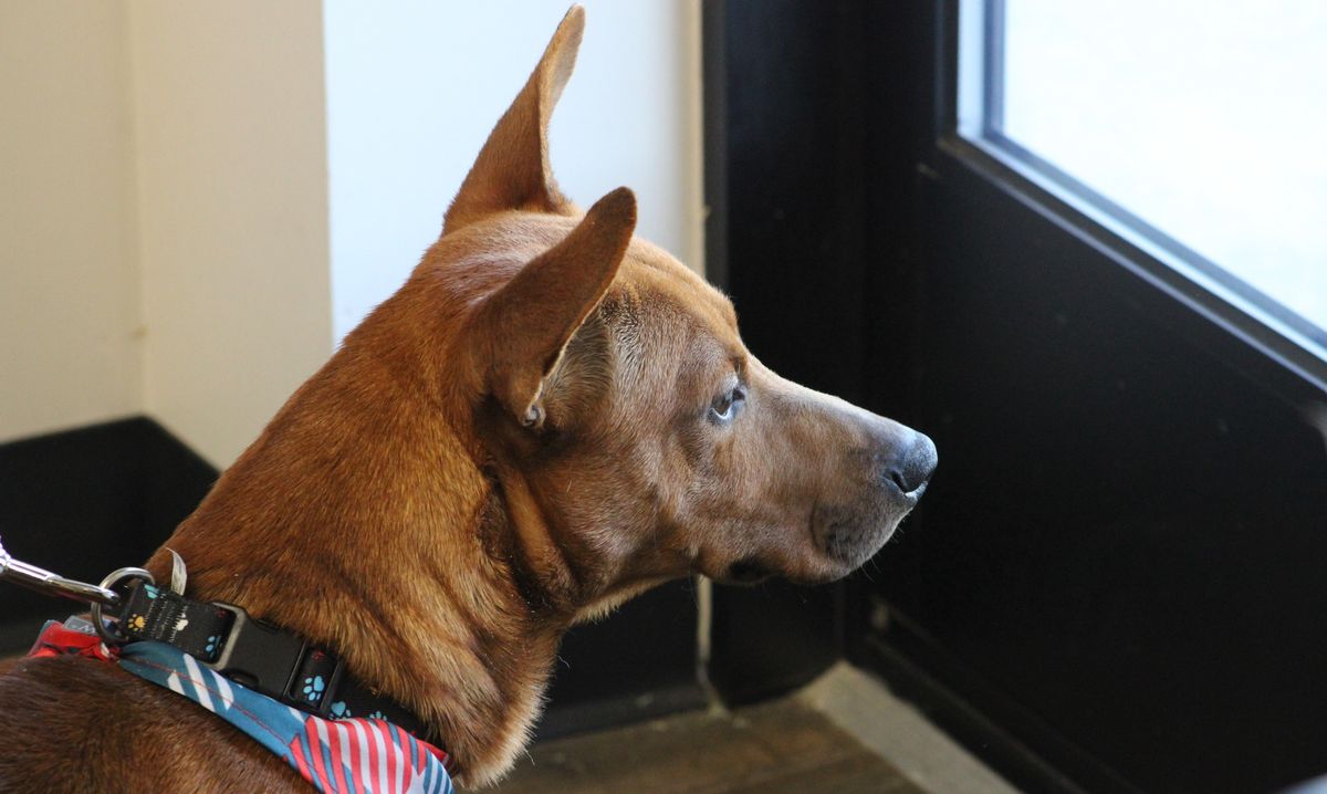 First dog finds home through Wilson's Pets for Patriots program