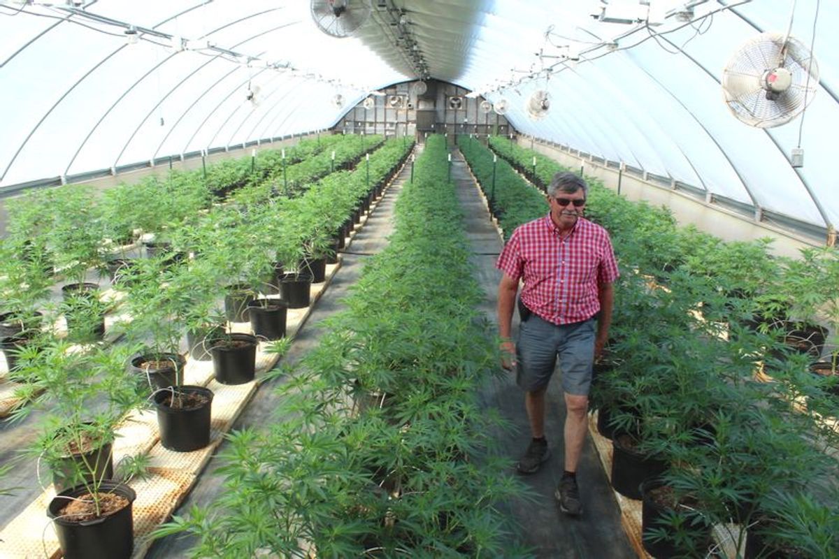 A budding success: Hemp grower looks to the future