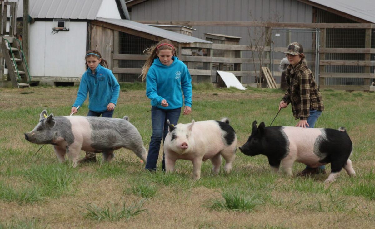 Livestock show, sale has record 97 entrants