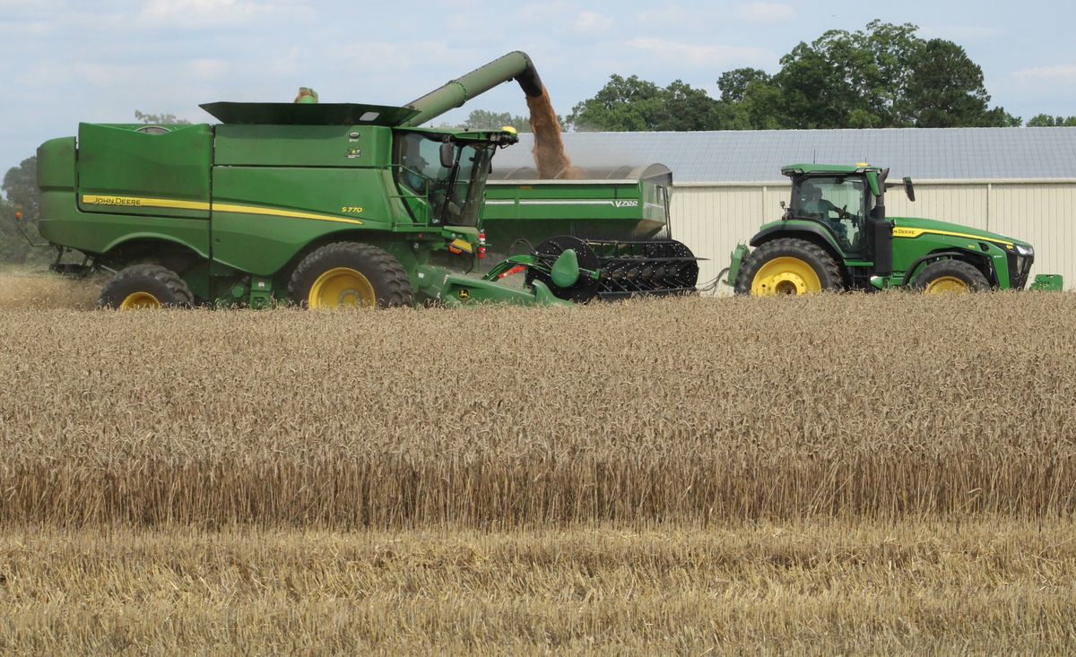 Farmers harvest wheat