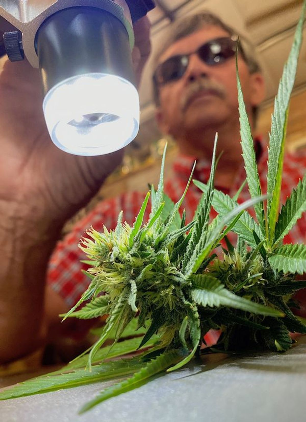 Hemp grower looks to medical marijuana’s future