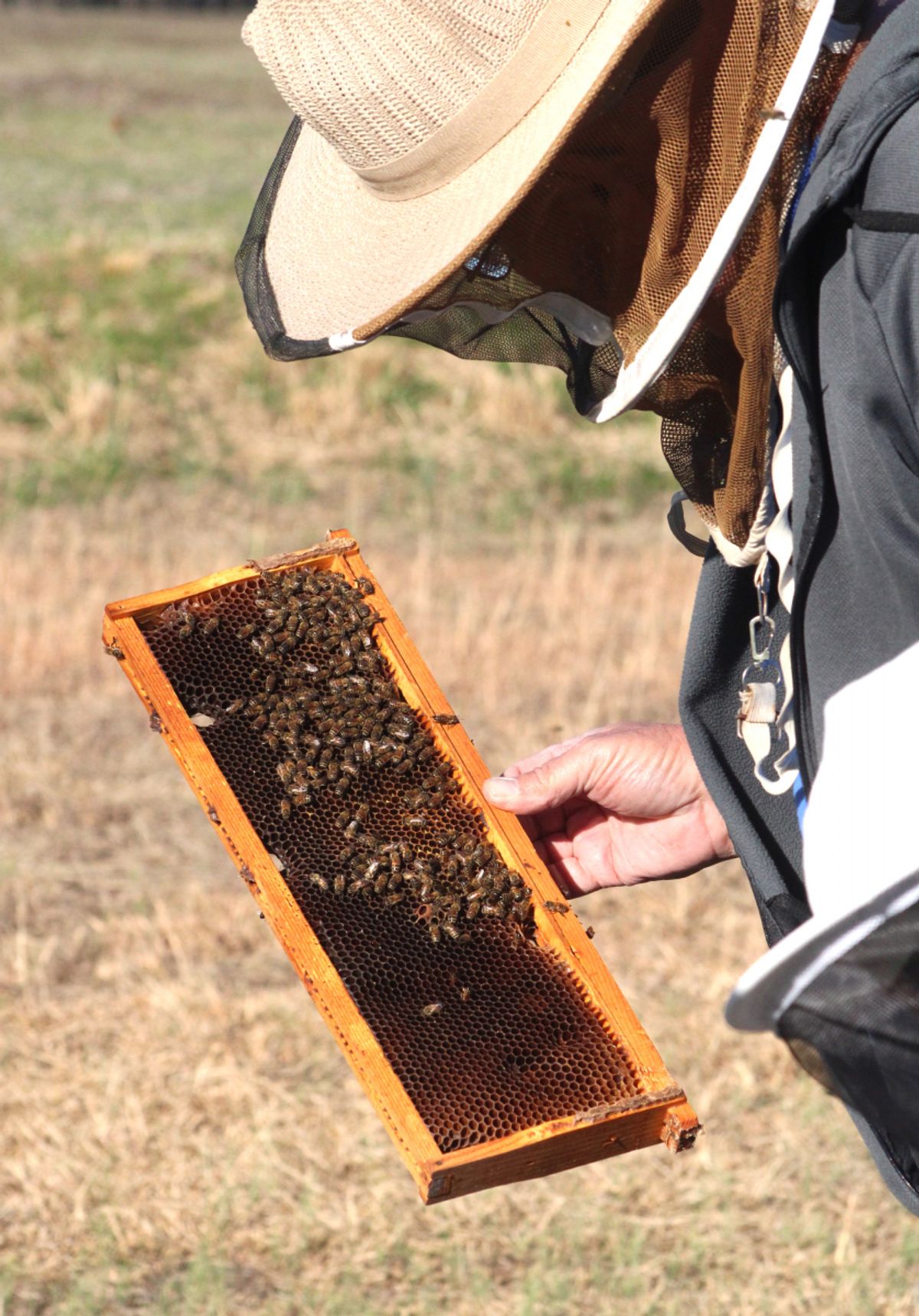 Sign-ups open for beekeeping school
