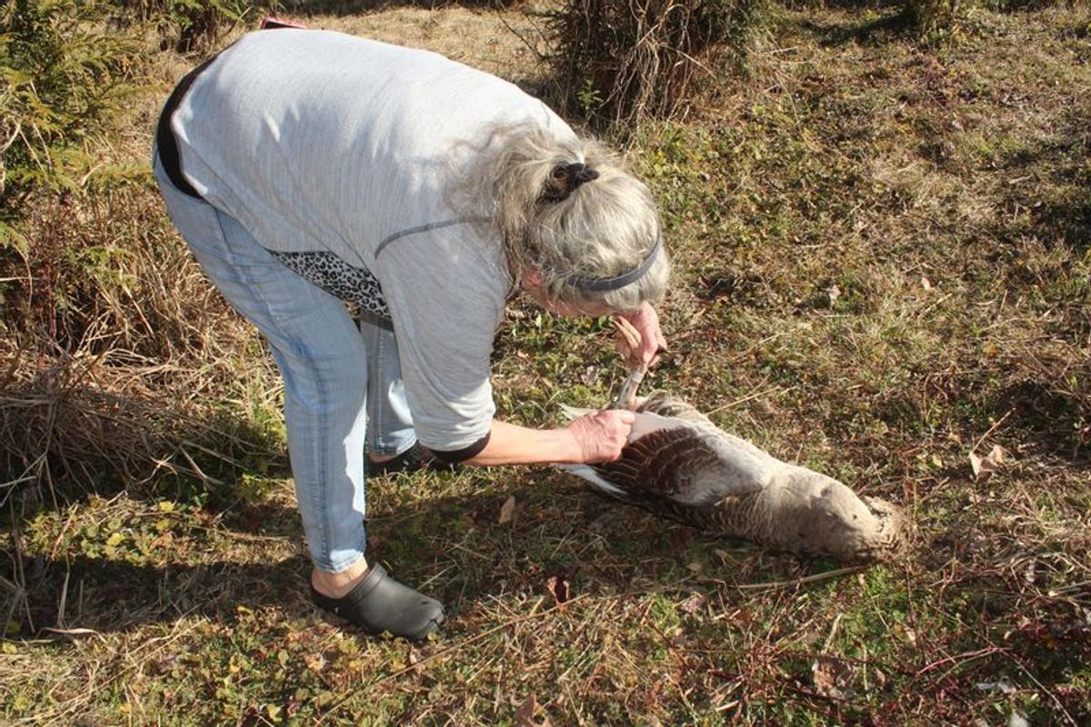 Residents upset over geese killed on bridge