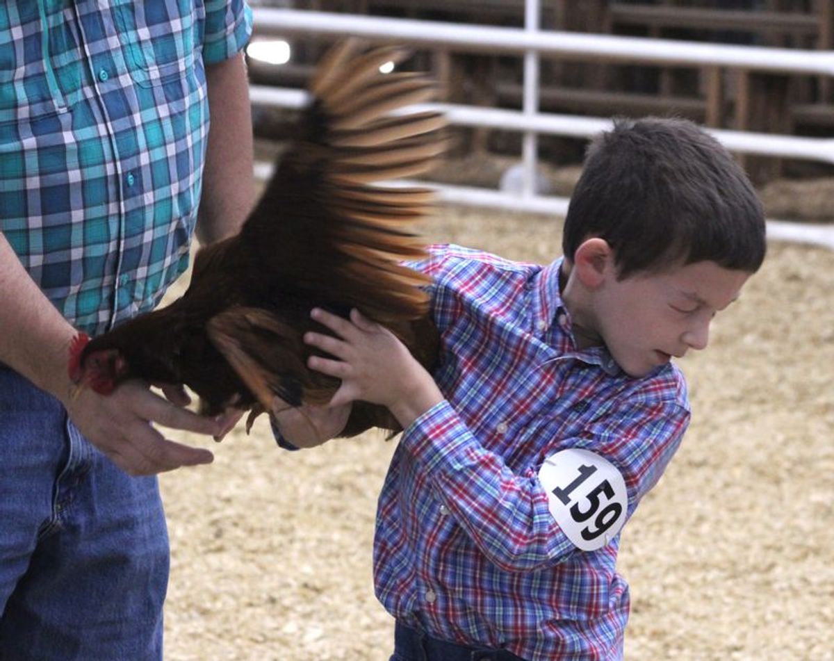4-H chicken show sets sales record