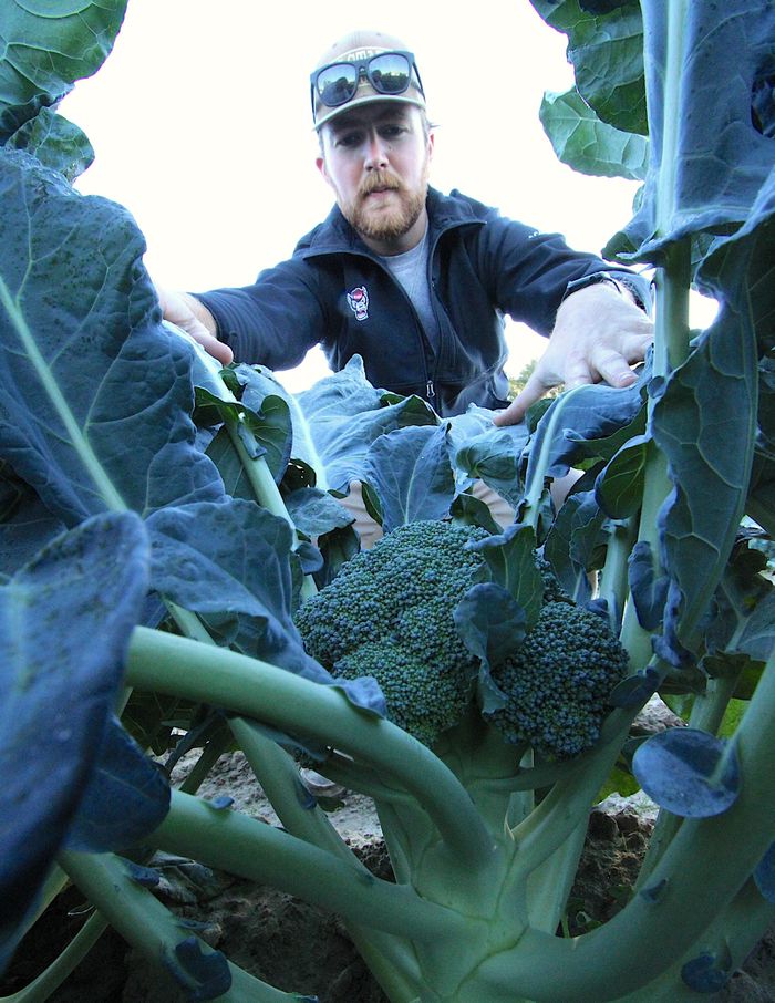 Local broccoli fills out for fall harvest