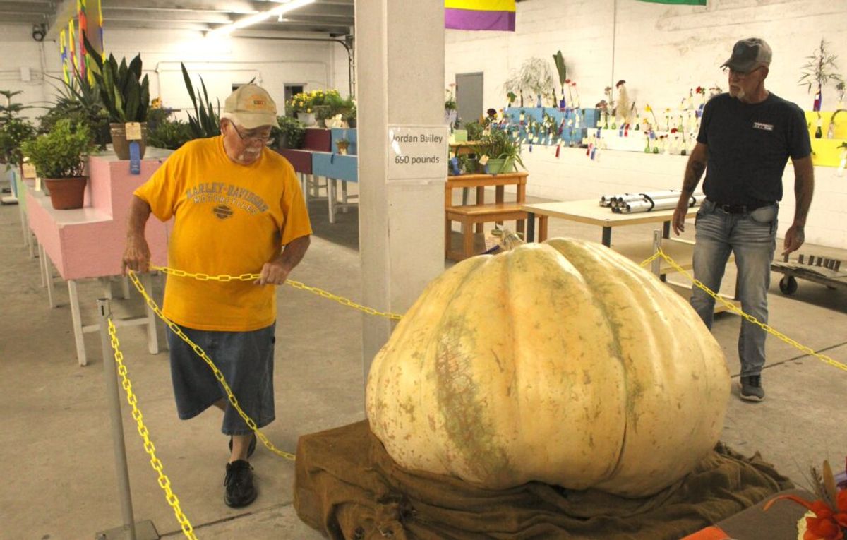 Don't miss the 690-pound pumpkin at Wilson County Fair