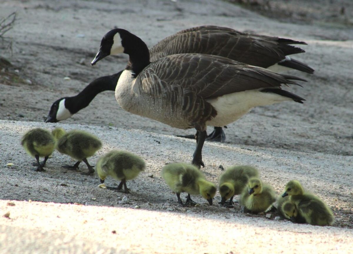 Family outing with the goslings