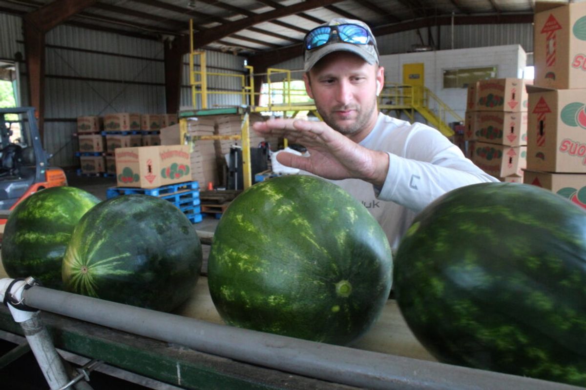 Wilson watermelon production on the rise