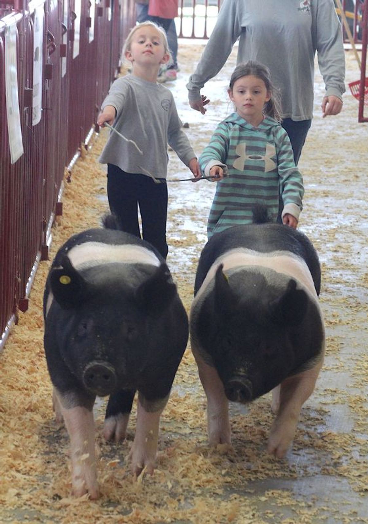 At times, pigs have an attitude: Kids show their work at 4-H...