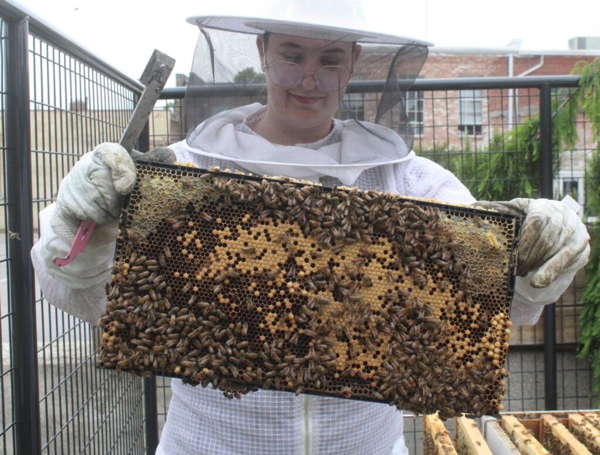 It's time to sign up for beginner beekeeping class