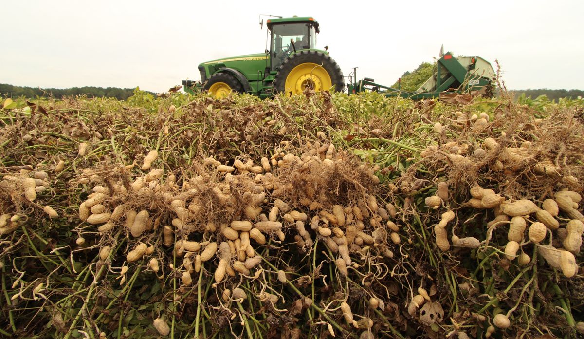 Some local peanuts headed to ballparks