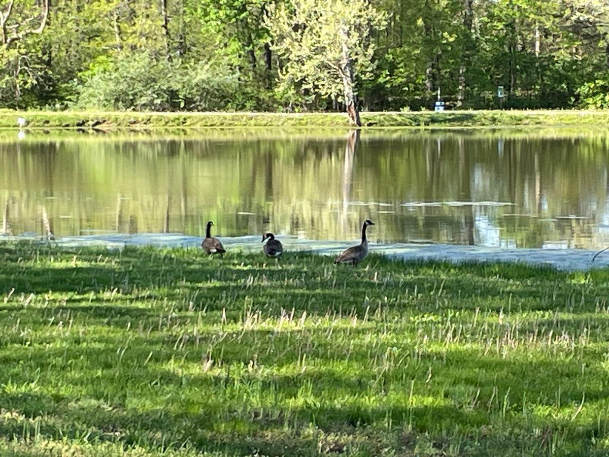 City and County Parks of the Parkland are Forgotten Trea...
