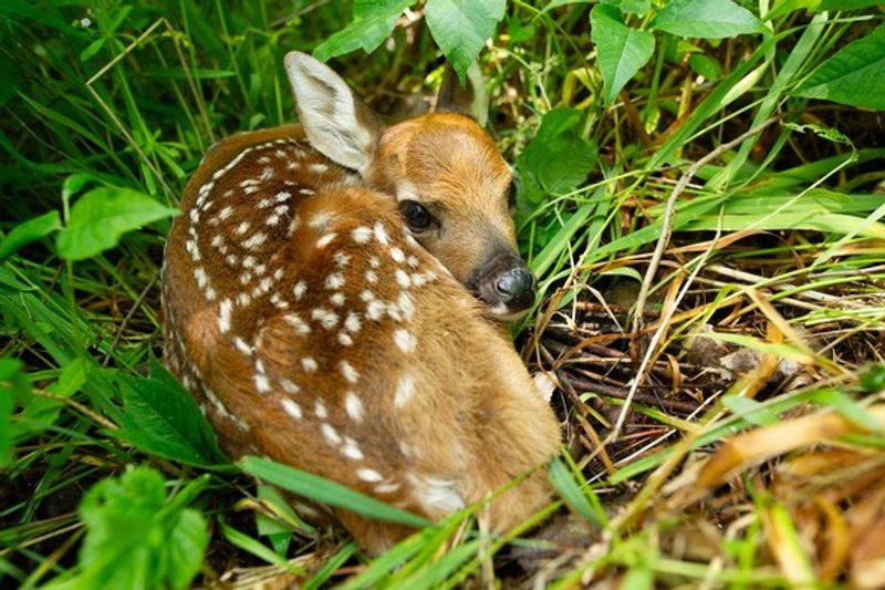 Ask the Naturalist | I Found a Fawn in My Yard