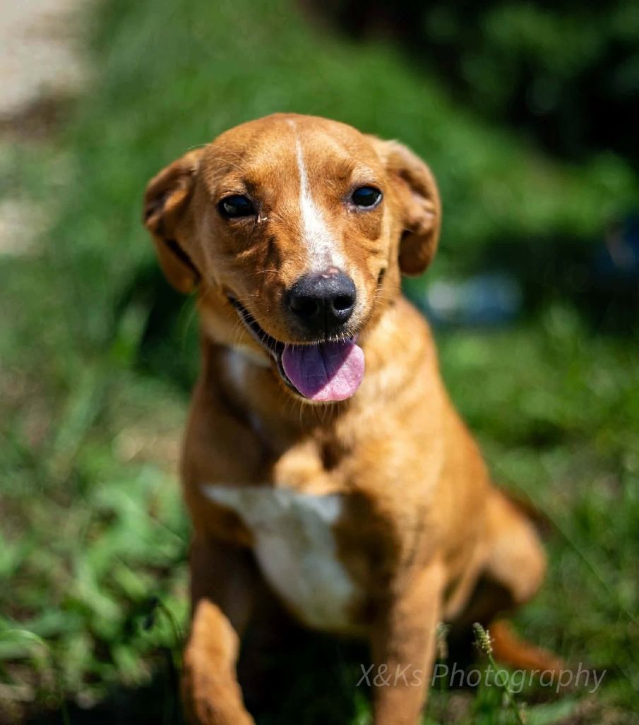 Heather Needs a New Home