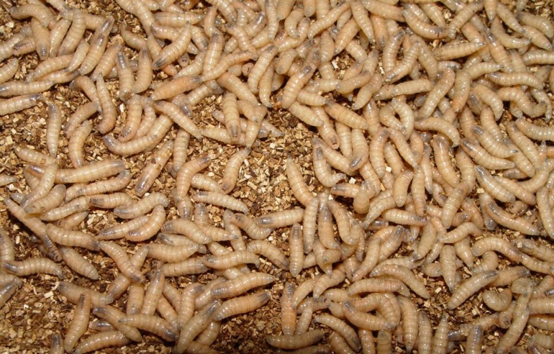 What you need to know about the flesh-eating New World screw...