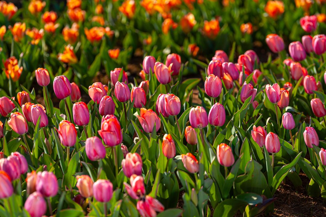 10th Annual Festival of Tulips to open Feb. 25 at American V...