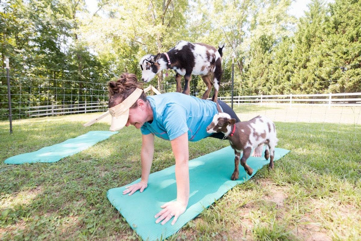Pelham Parks and Recreation brings back Goat Yoga