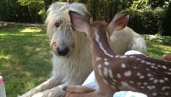 'A gentle giant:' Family dog saves baby deer