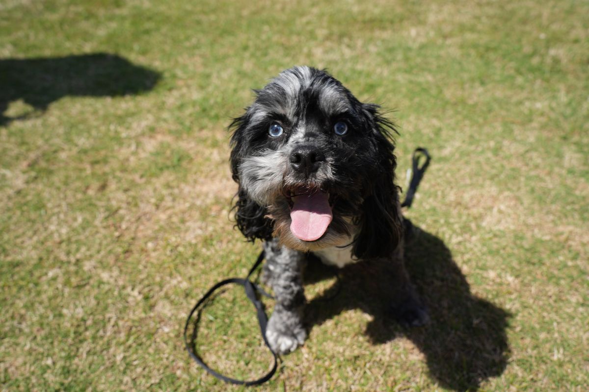 Furry friends get outside for Pelham's annual Paws in the Park