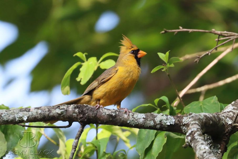 Rare yellow cardinal spotted in Helena