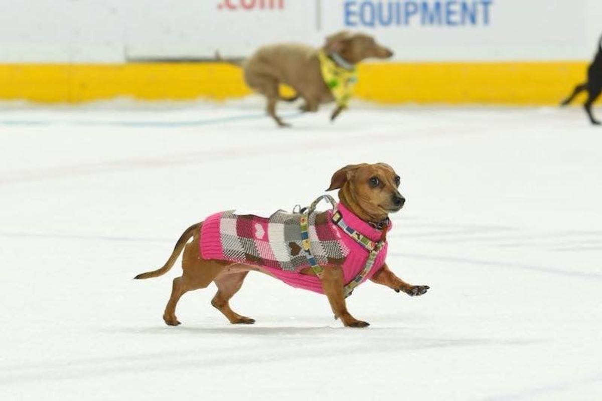 Birmingham Bulls host annual Wiener Dog Race, Paw Patrol Night