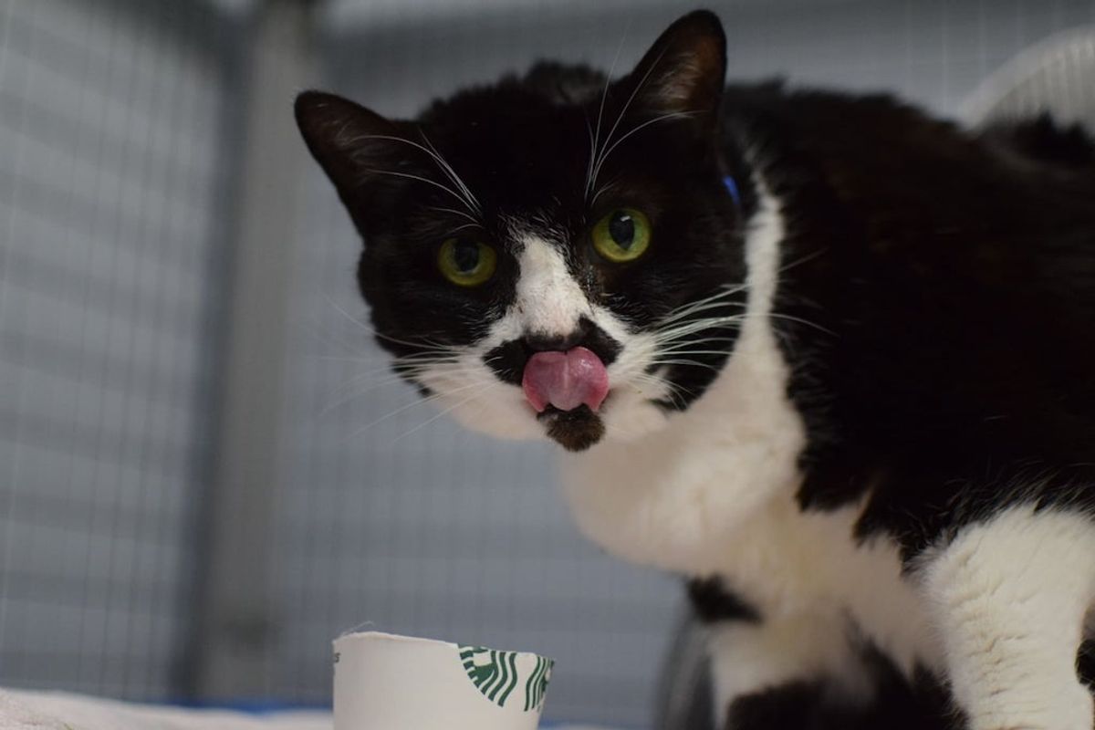 Shelby Humane to host sixth annual Cup of Love, collecting d...