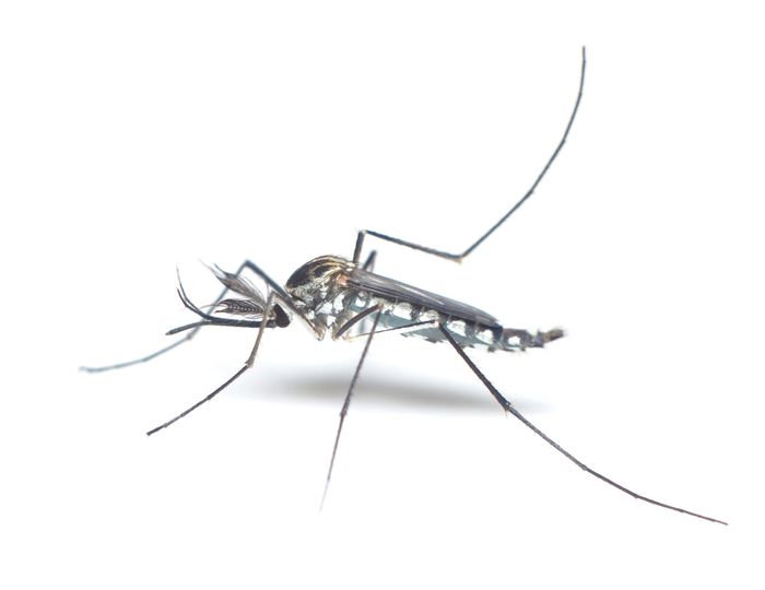 ADPH official: Misinformation spreading about Zika virus