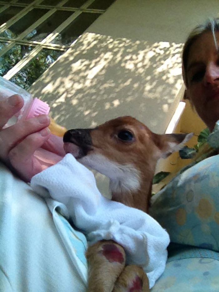 'A gentle giant:' Family dog saves baby deer