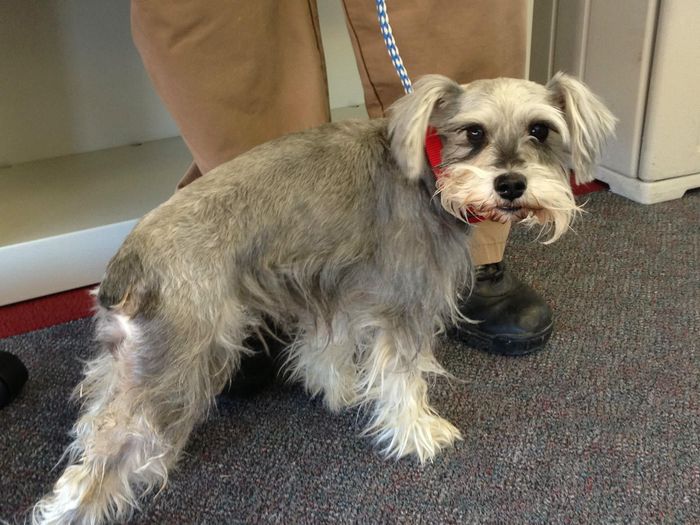 Alabaster police looking for dog's owner