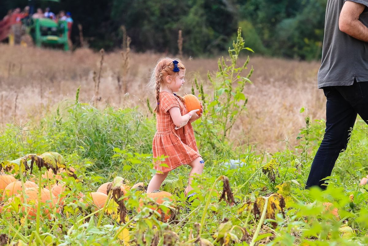 Old Baker Farm readies pumpkin patch for another spectacular fall